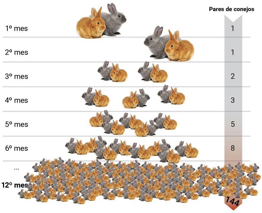 La sucesión de Fibonacci los números y las formas de la naturaleza